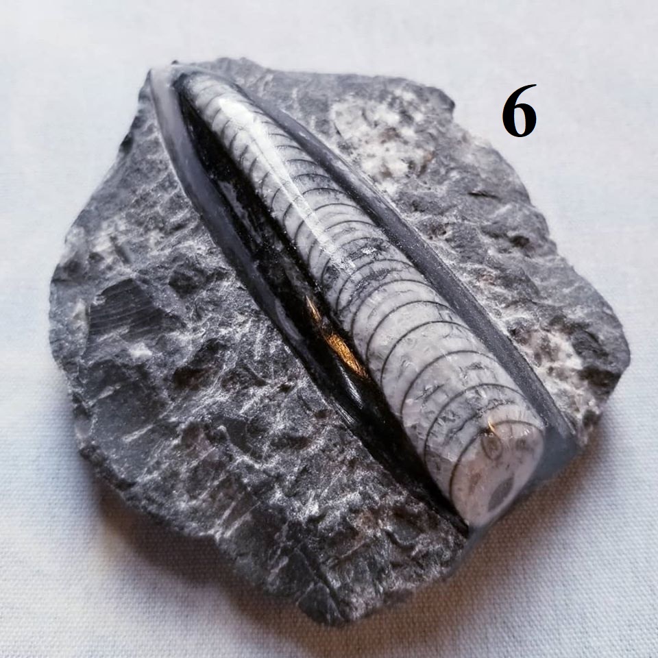 Orthoceras Fossil on Matrix, Specimens